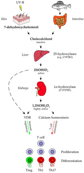 IJMS | Free Full-Text | Vitamin D Supplementation in Central Nervous ...