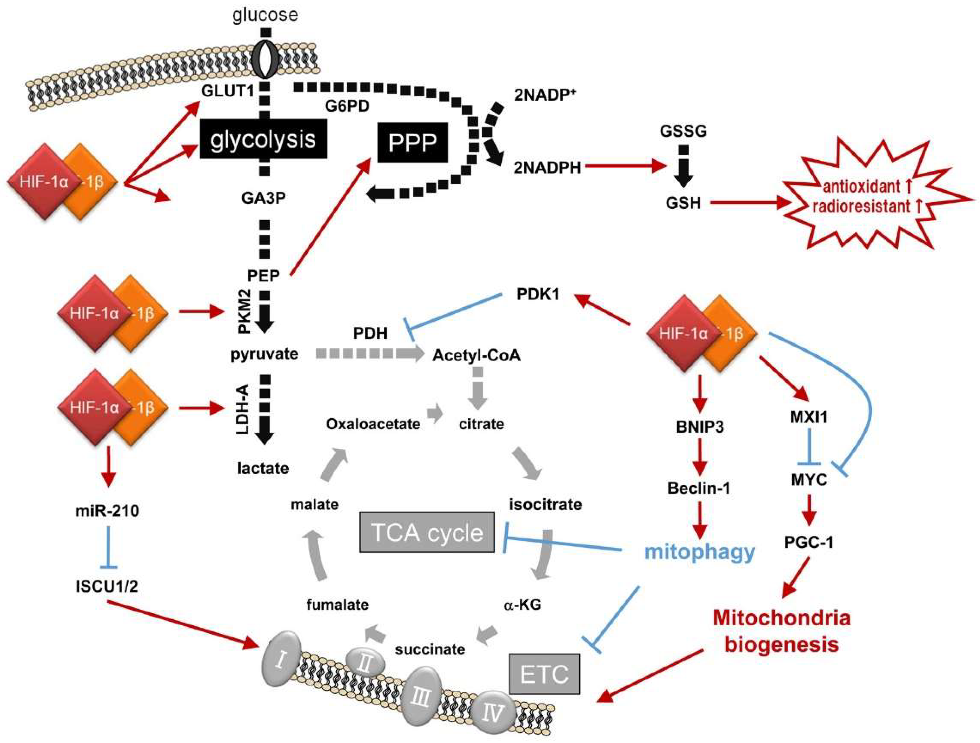Metabolic Pathways Metabolic Pathways