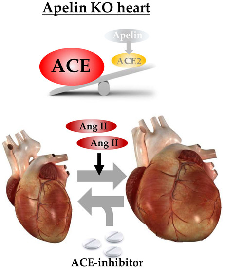 IJMS | Free Full-Text | Loss of Apelin Augments Angiotensin II-Induced ...