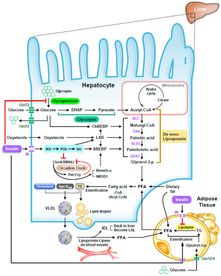 IJMS | Free Full-Text | Homeostasis of Glucose and Lipid in Non ...