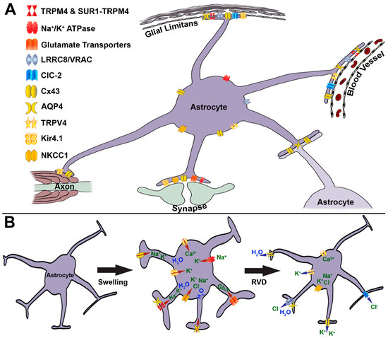 Bursting at the Seams: Molecular Mechanisms Mediating Astrocyte Swelling