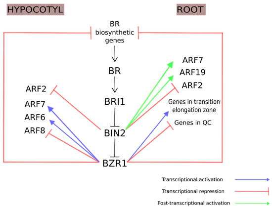 Brassinosteroids, the Sixth Class of Phytohormones: A Molecular View ...