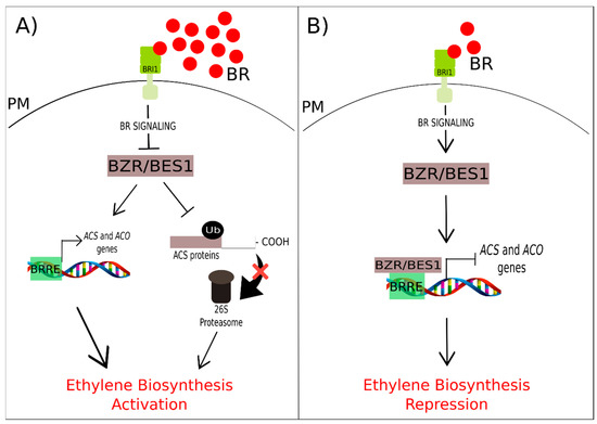 Brassinosteroids, the Sixth Class of Phytohormones: A Molecular View ...