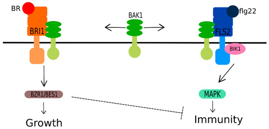 Brassinosteroids, the Sixth Class of Phytohormones: A Molecular View ...
