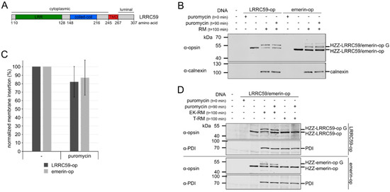 Targeting of LRRC59 to the Endoplasmic Reticulum and the Inner Nuclear ...