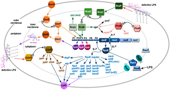 IJMS | Special Issue : Lipopolysaccharides (LPSs) 2018