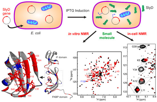 IJMS | Special Issue : In-Cell NMR Spectroscopy: Biomolecular Structure ...
