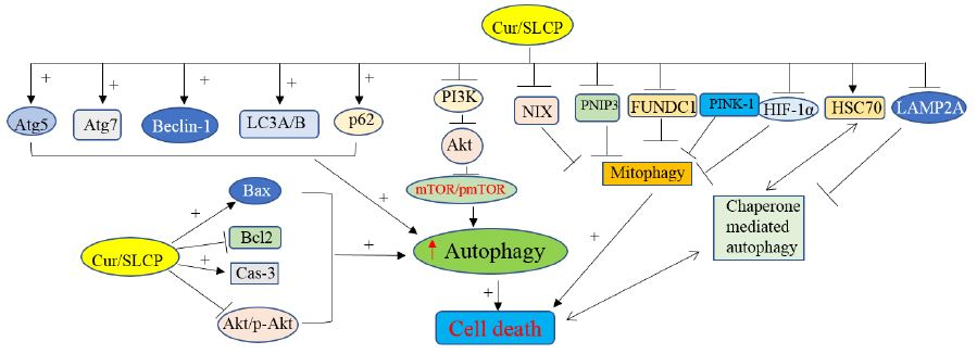 IJMS | Free Full-Text | Curcumin and Solid Lipid Curcumin Particles ...