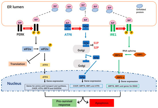 IJMS | Special Issue : Endoplasmic Reticulum Stress and Unfolded ...