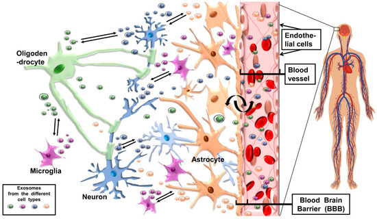Extracellular Vesicle-Mediated Cell–Cell Communication in the Nervous ...