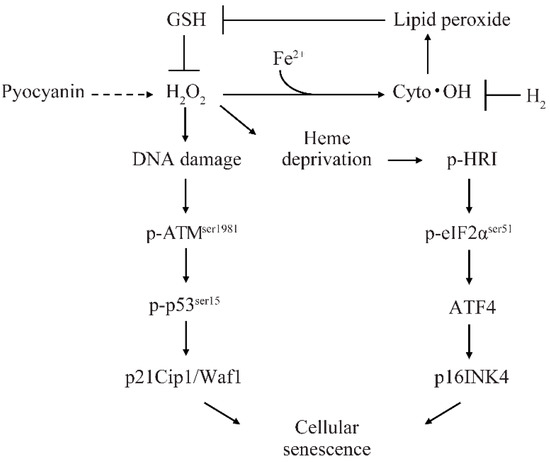 IJMS | Free Full-Text | Hydrogen Indirectly Suppresses Increases in ...