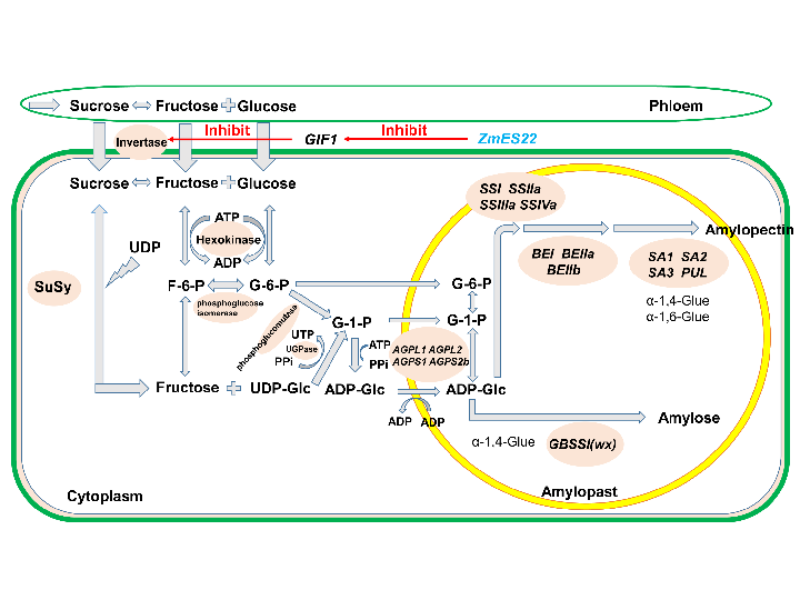 IJMS | Free Full-Text | Expression of Maize MADS Transcription Factor ZmES22 Negatively ...