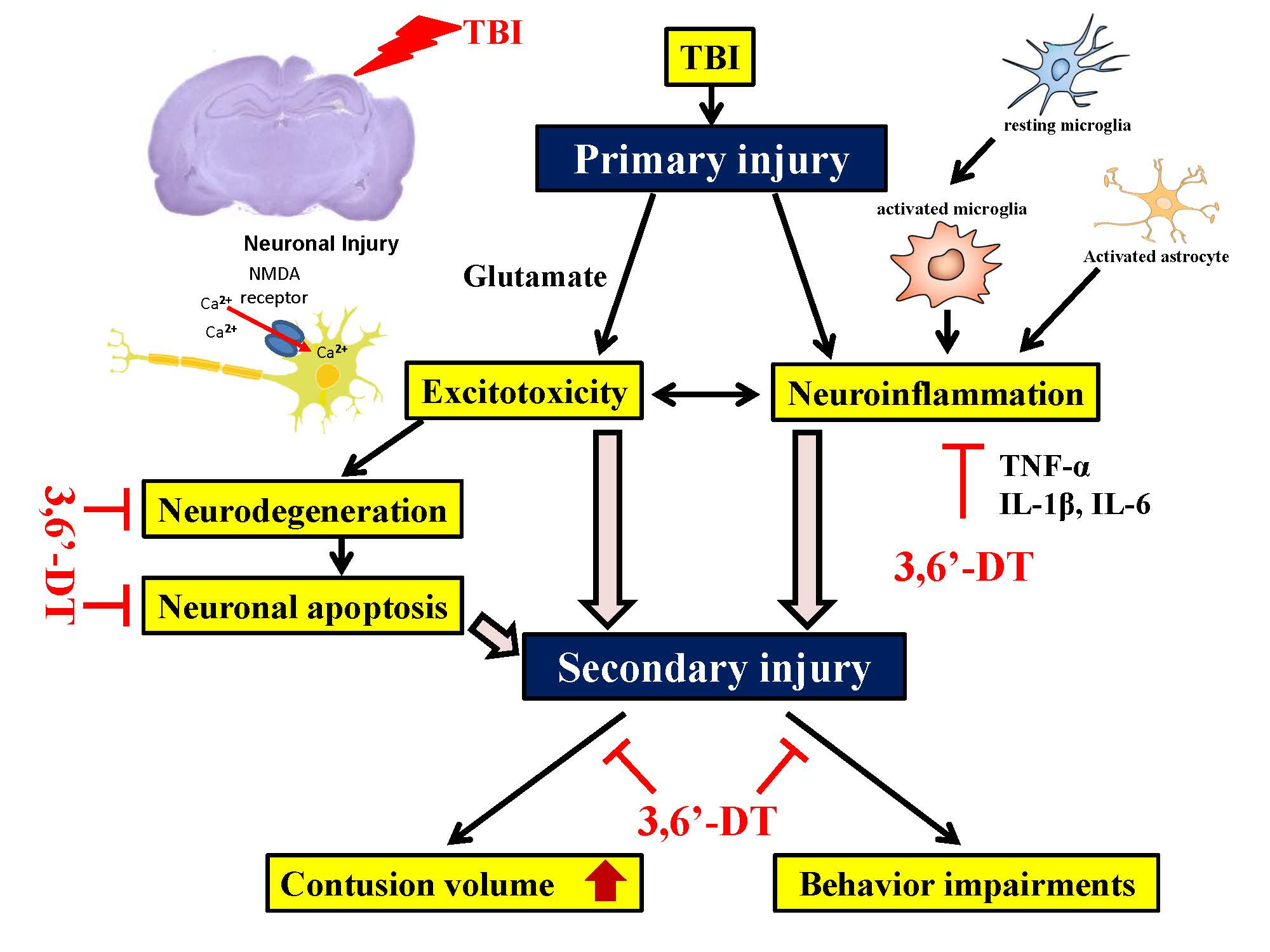 IJMS | Free Full-Text | Post-Injury Neuroprotective Effects of the ... IJMS | Free Full-Text | Post-Injury Neuroprotective Effects of the ...