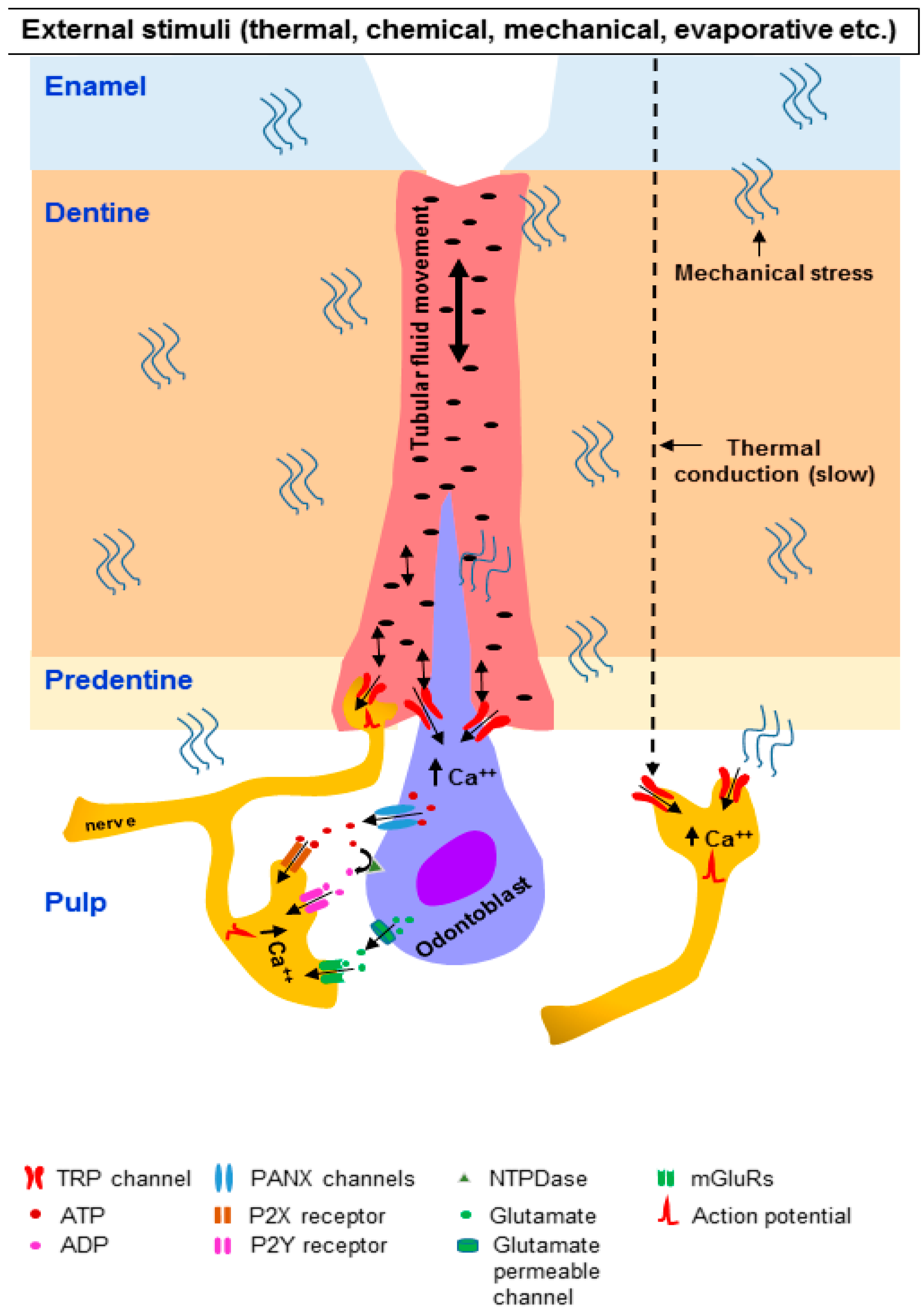 The Role of Transient Receptor Potential (TRP) Channels in the Transduction of Dental Pain