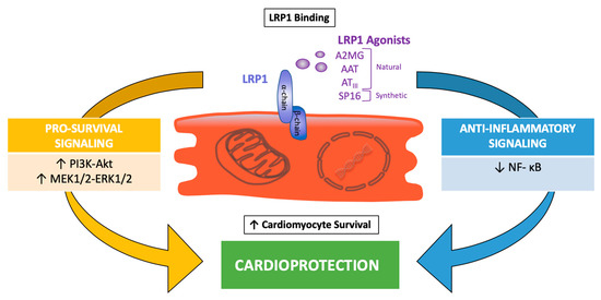 Developing LRP1 Agonists into a Therapeutic Strategy in Acute ...