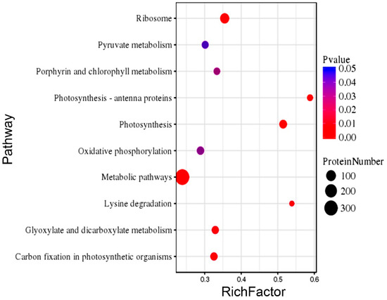 IJMS | Free Full-Text | iTRAQ-Based Protein Profiling and Biochemical Analysis of Two ...