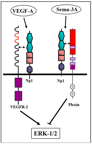 Class-3 Semaphorins and Their Receptors: Potent Multifunctional ...