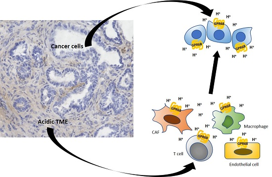 IJMS | Free Full-Text | GPR68: An Emerging Drug Target in Cancer