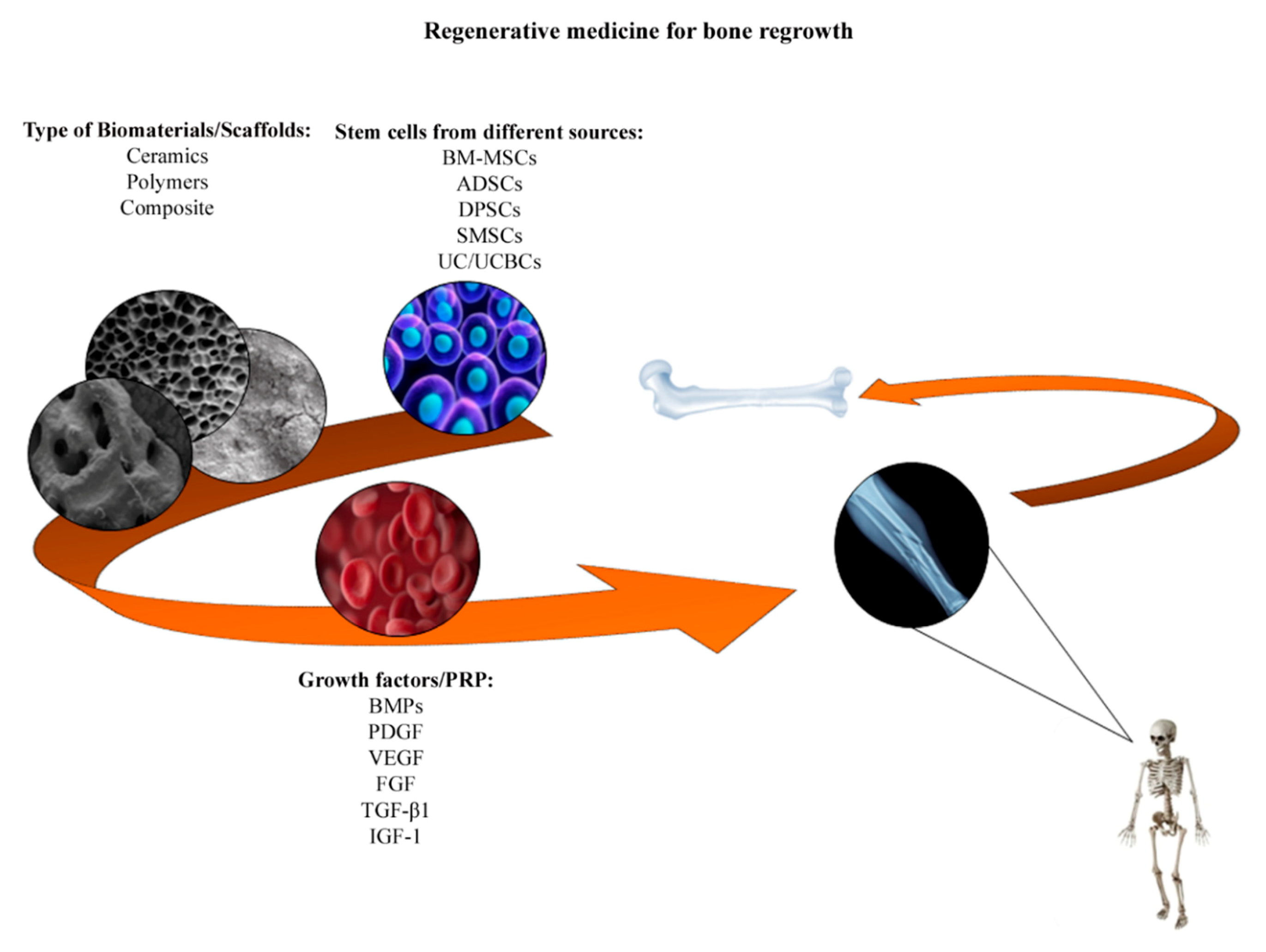 Biomaterials And Stem Cells In Regenerative Medicine Medicinewalls