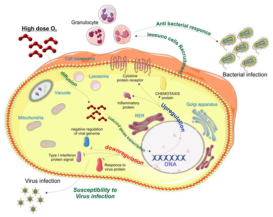 The Biochemical and Pharmacological Properties of Ozone: The Smell of ...