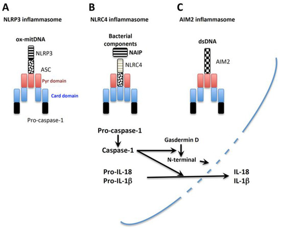 Interleukin-18 in Health and Disease