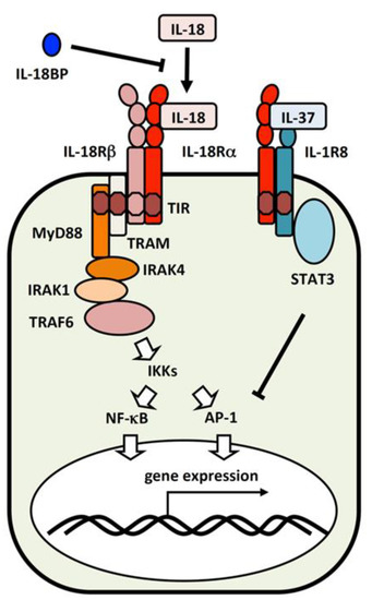 IJMS | Special Issue : The Interleukins in Health and Disease