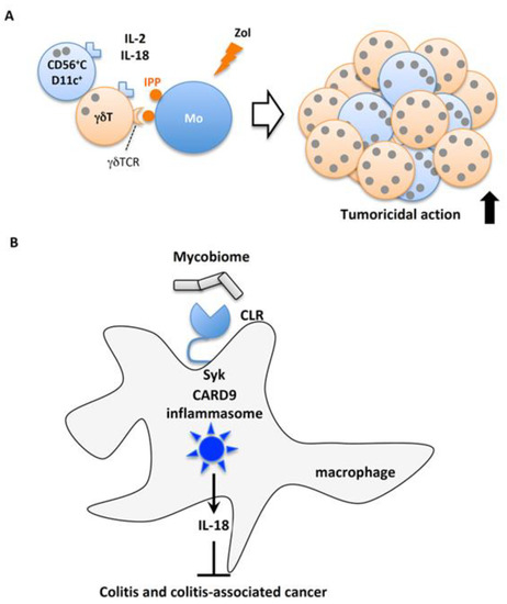 Interleukin-18 in Health and Disease