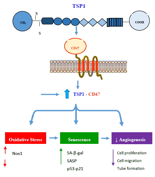 IJMS | Free Full-Text | Diabetes Impairs Angiogenesis and Induces ...