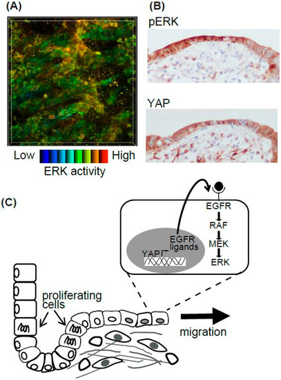 ERK Activity Imaging During Migration of Living Cells In Vitro and In Vivo