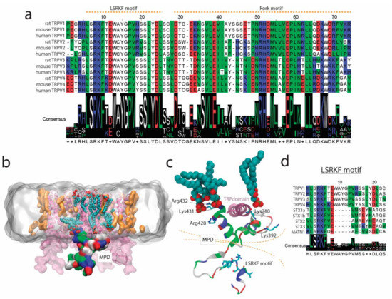 The Membrane Proximal Domain of TRPV1 and TRPV2 Channels Mediates ...