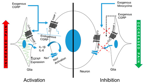 CGRP Induces Differential Regulation of Cytokines from Satellite Glial ...