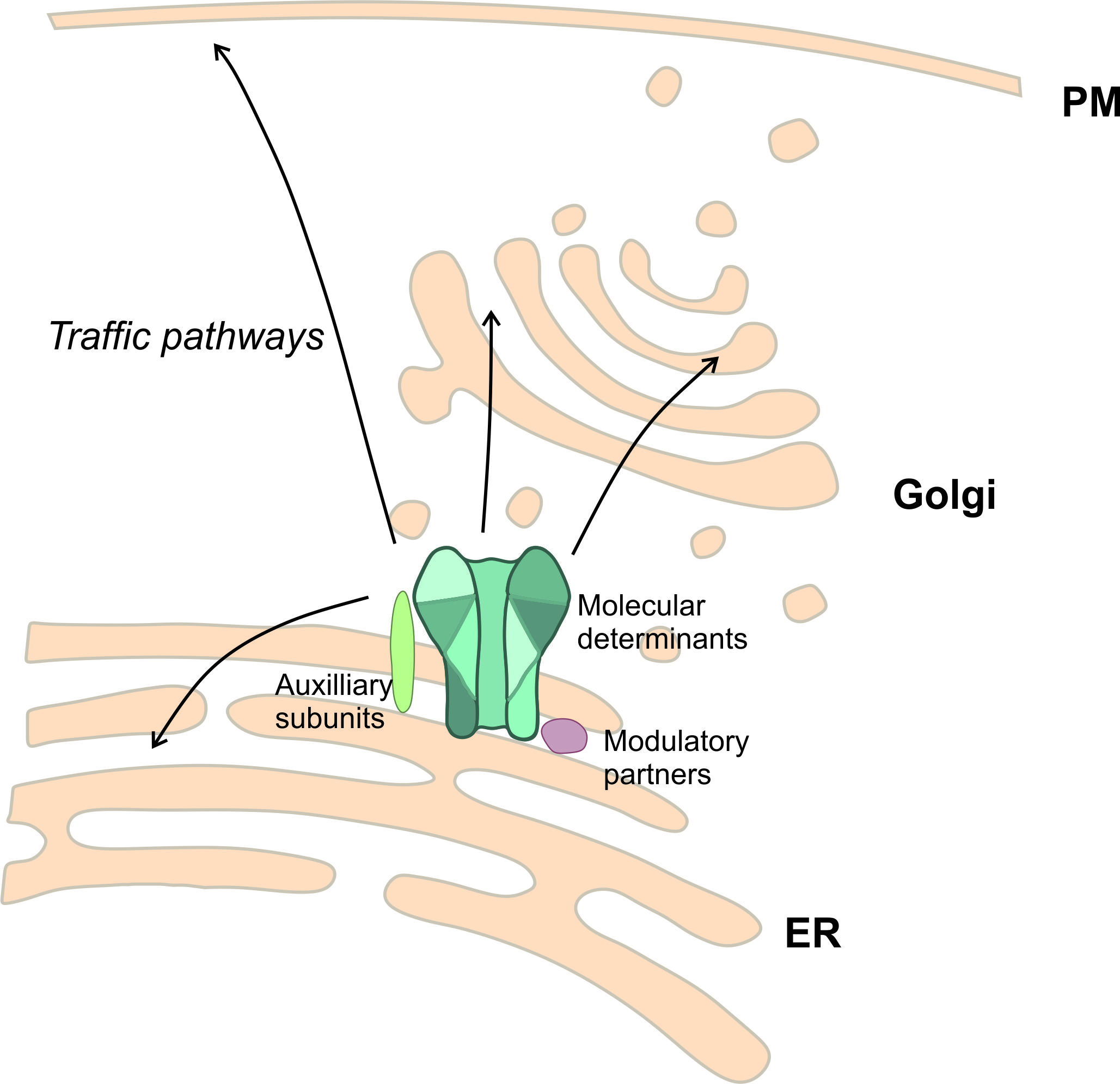 IJMS | Free Full-Text | The Potassium Channel Odyssey: Mechanisms of ...