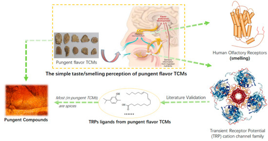A Novel Discovery: Holistic Efficacy at the Special Organ Level of ...
