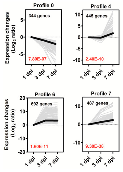 IJMS | Free Full-Text | Transcriptome Analysis Reveals New Insights ...