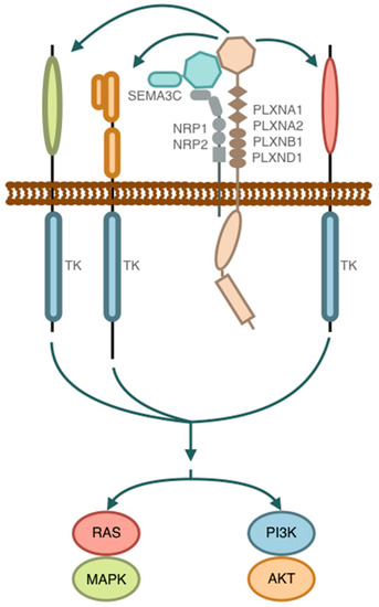 Semaphorin 3C as a Therapeutic Target in Prostate and Other Cancers