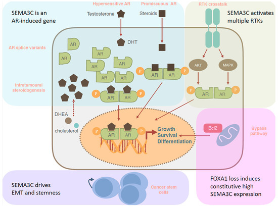 Semaphorin 3C as a Therapeutic Target in Prostate and Other Cancers