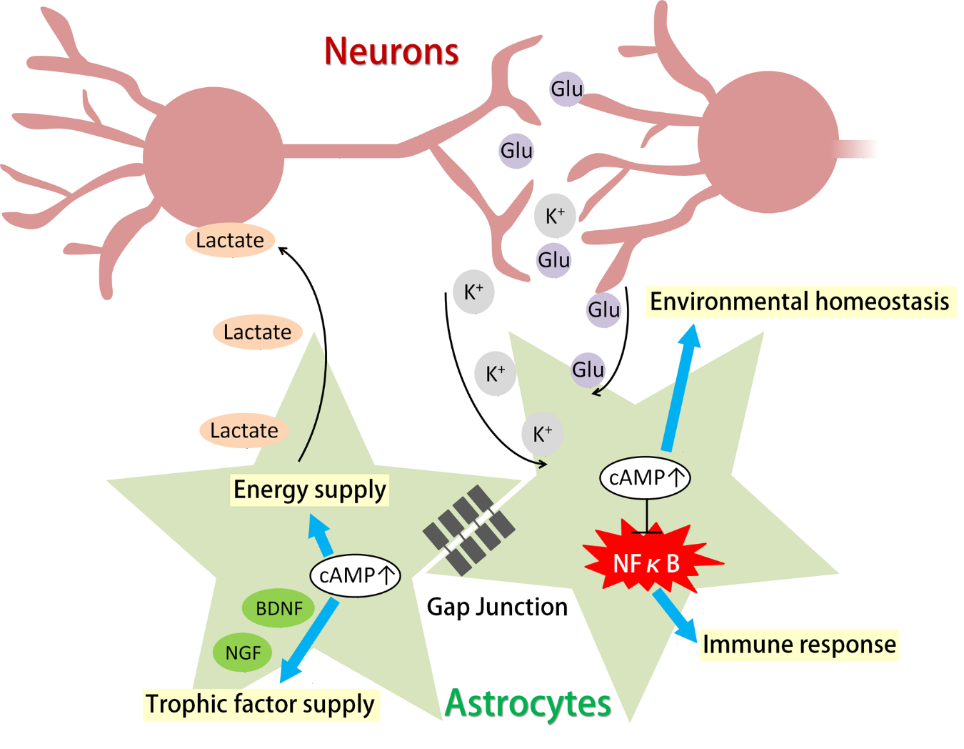IJMS | Free Full-Text | The Astrocytic cAMP Pathway in Health and Disease