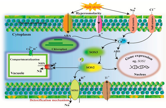 Grain Legumes and Fear of Salt Stress: Focus on Mechanisms and ...