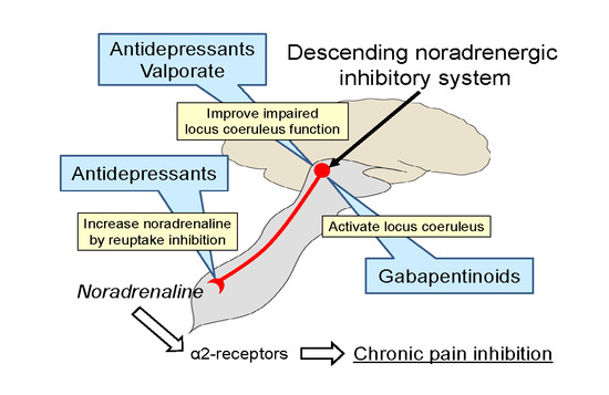 IJMS | Free Full-Text | Strategies to Treat Chronic Pain and Strengthen ...
