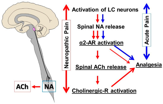 Strategies to Treat Chronic Pain and Strengthen Impaired Descending ...
