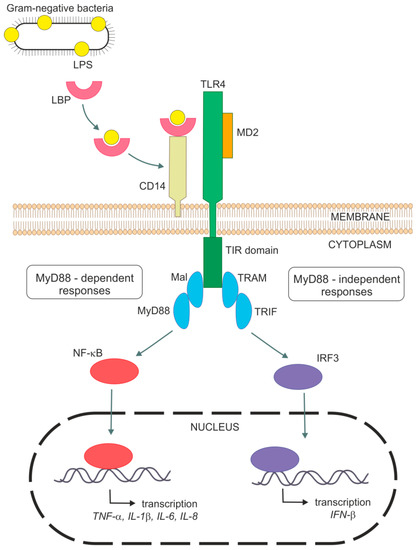 Alveolar-Capillary Membrane-Related Pulmonary Cells as a Target in Endotoxin-Induced Acute Lung ...