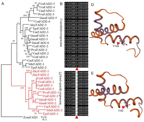 The Evolution and Biocatalysis of FAD2 Indicate Its Correlation to the ...