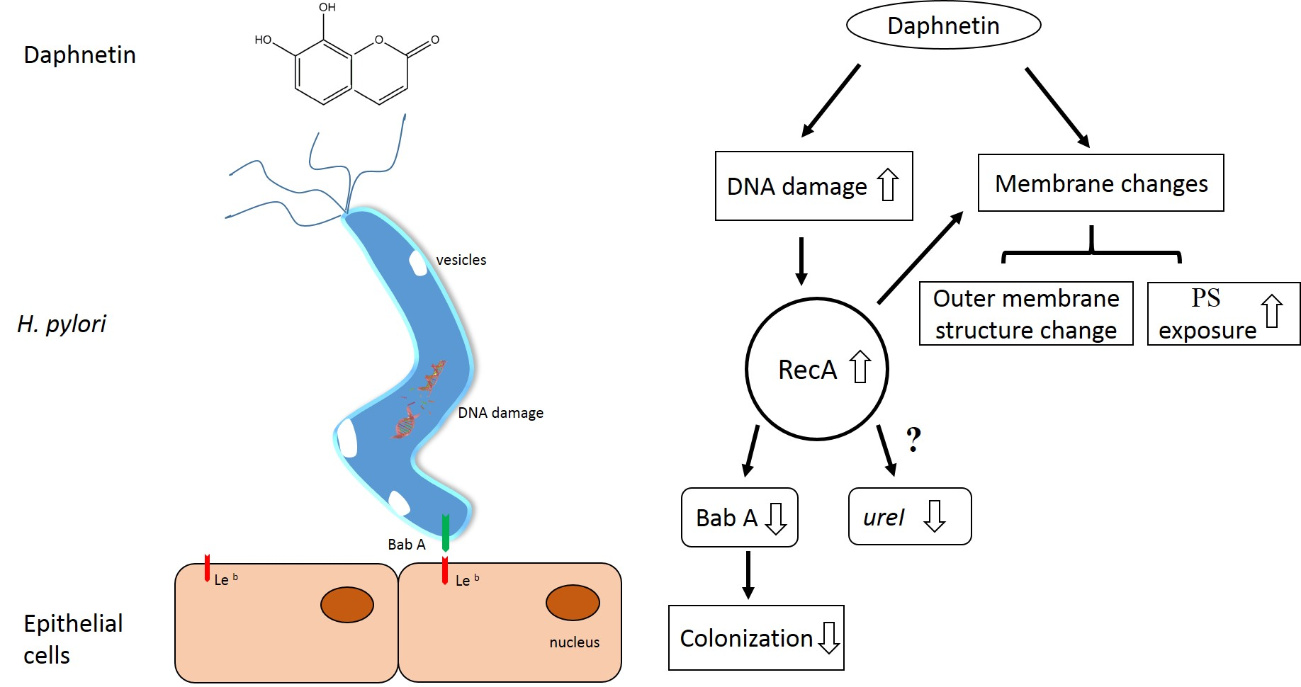 IJMS | Free Full-Text | Daphnetin: A Novel Anti-Helicobacter pylori Agent
