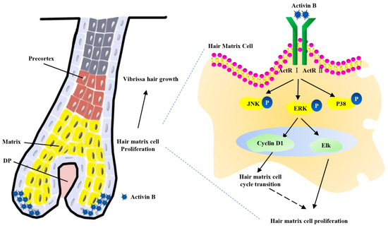 Activin B Stimulates Mouse Vibrissae Growth and Regulates Cell ...