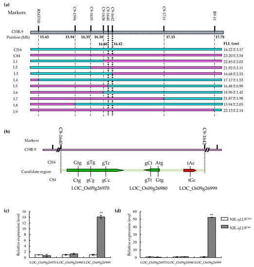 IJMS | Special Issue : Plant Genetics and Molecular Breeding