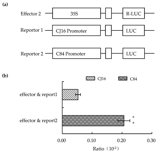 IJMS | Special Issue : Plant Genetics and Molecular Breeding