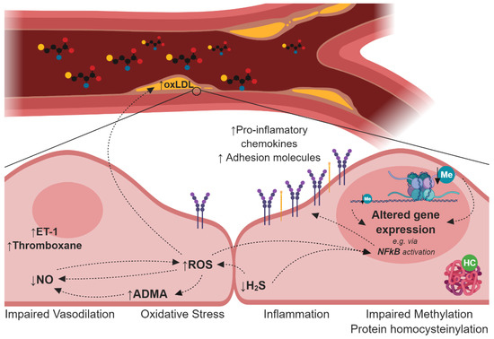 IJMS | Special Issue : Vascular Endothelial Cells