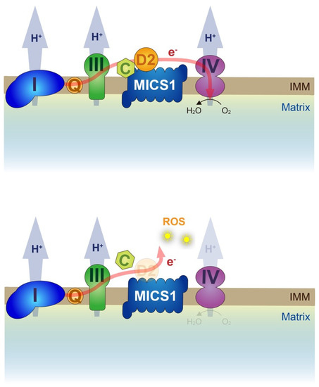 Twin CHCH Proteins, CHCHD2, and CHCHD10: Key Molecules of Parkinson’s ...