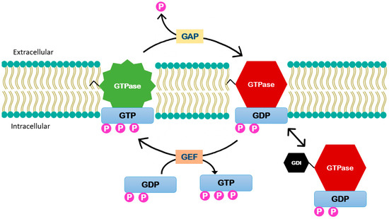 Small GTPases and Their Role in Vascular Disease