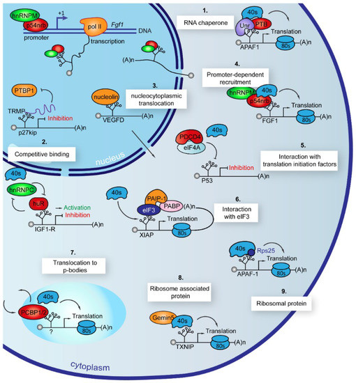 IRES Trans-Acting Factors, Key Actors of the Stress Response